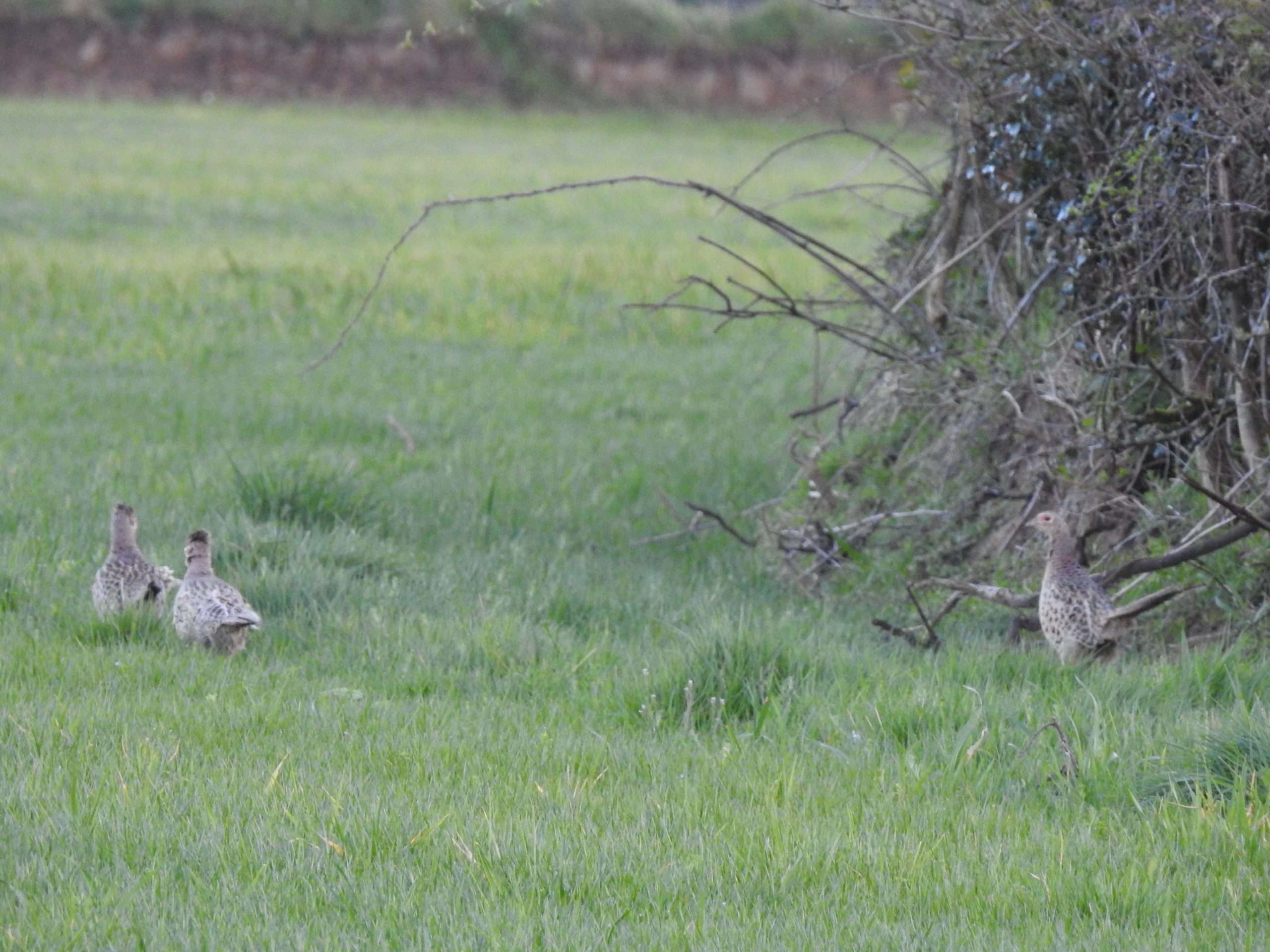 A Bevy of Pheasants aboard - Boat Trips Ireland