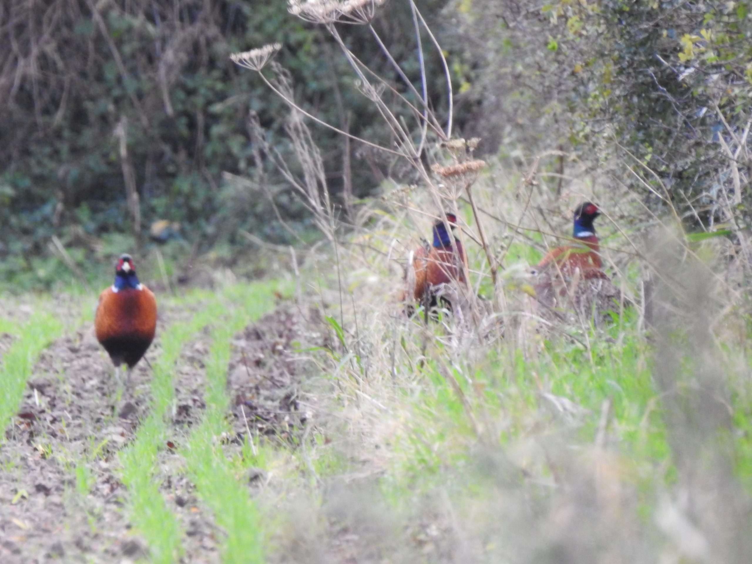 A Bevy of Pheasants aboard - Boat Trips Ireland