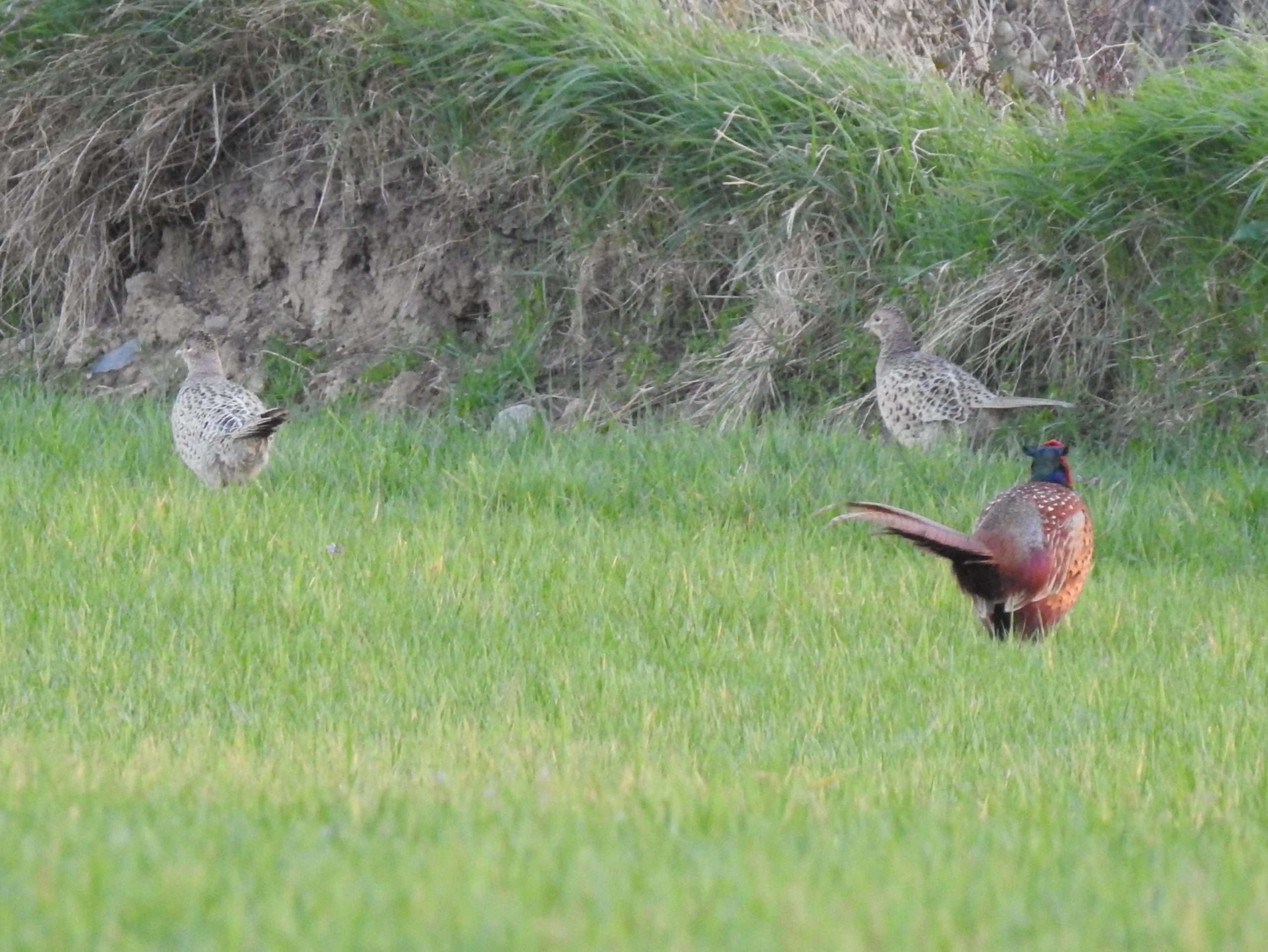 A Bevy of Pheasants aboard - Boat Trips Ireland