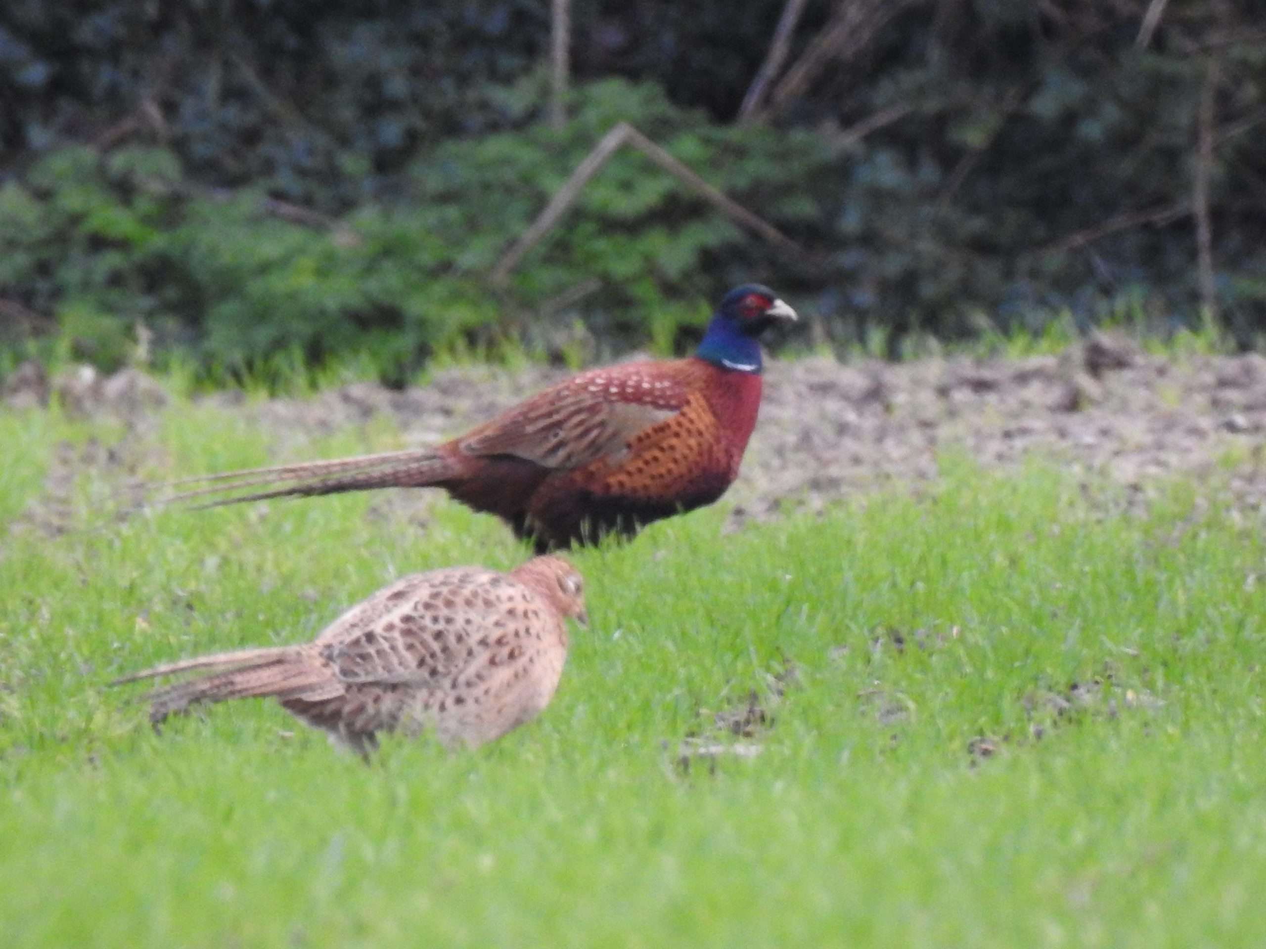 A Bevy of Pheasants aboard - Boat Trips Ireland