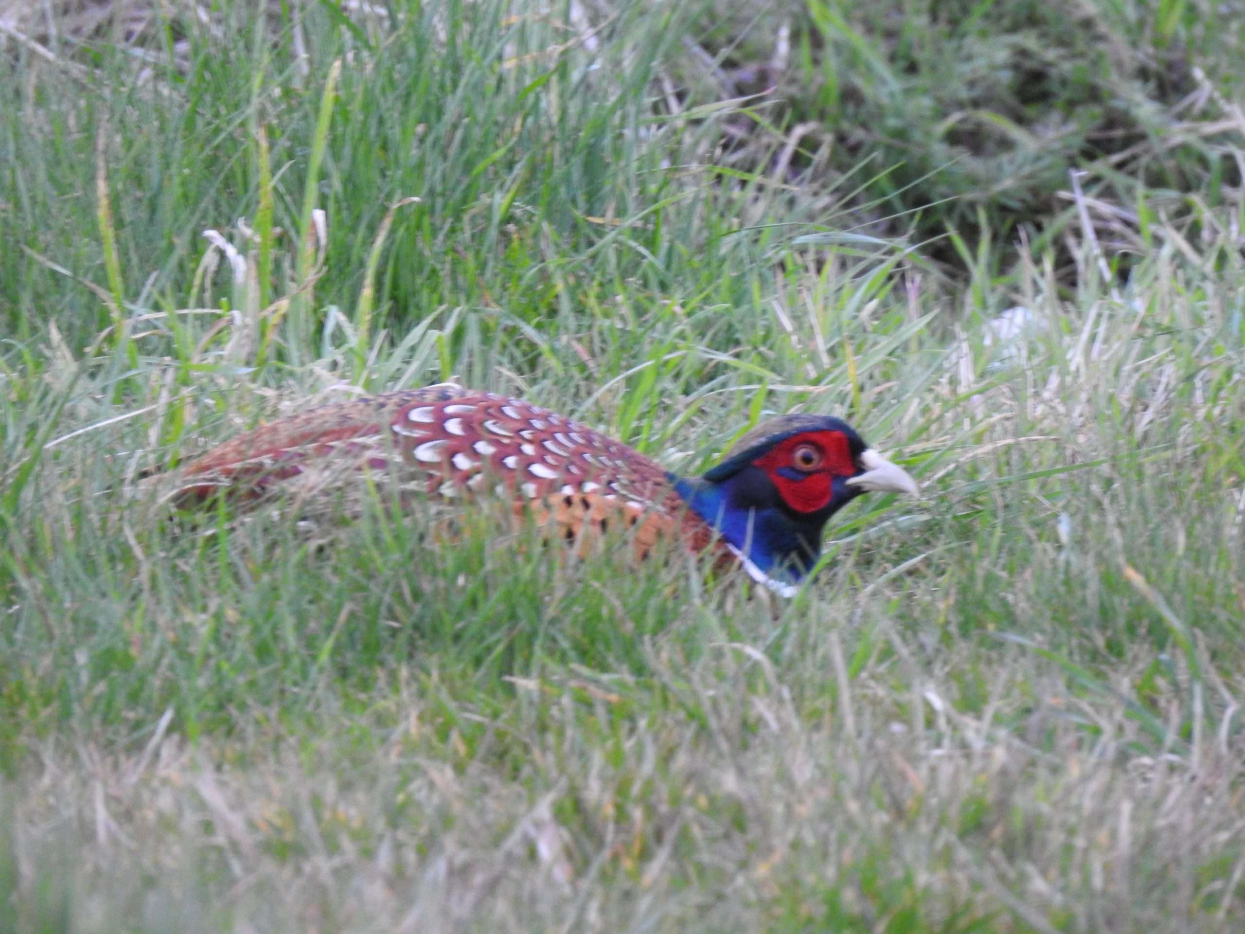 A Bevy of Pheasants aboard - Boat Trips Ireland
