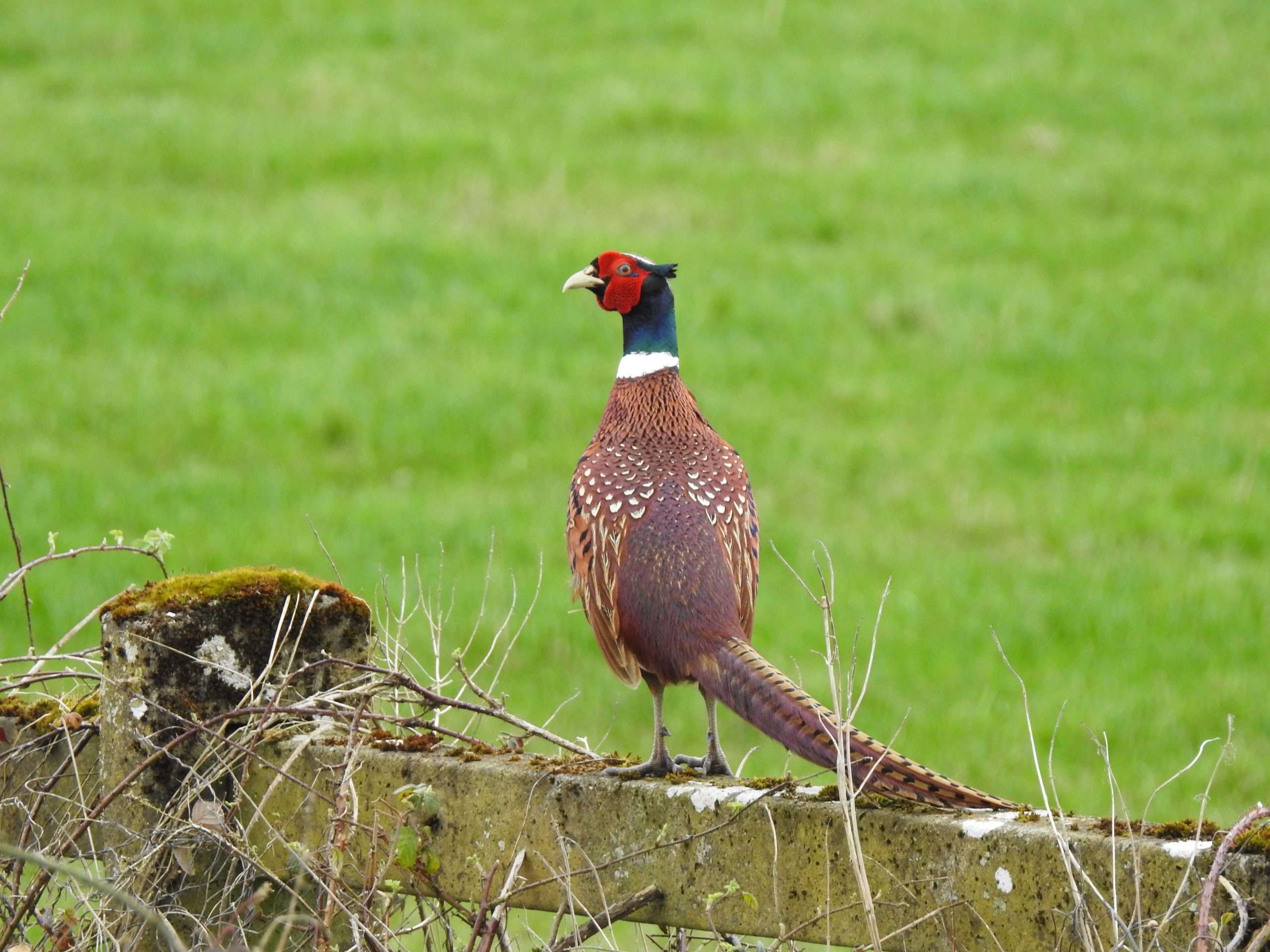 A Bevy of Pheasants aboard - Boat Trips Ireland