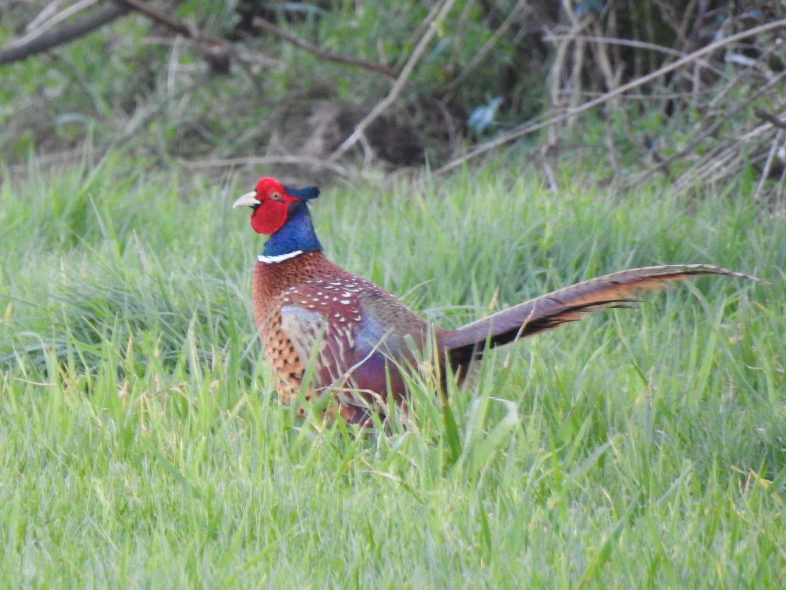 A Bevy of Pheasants aboard - Boat Trips Ireland