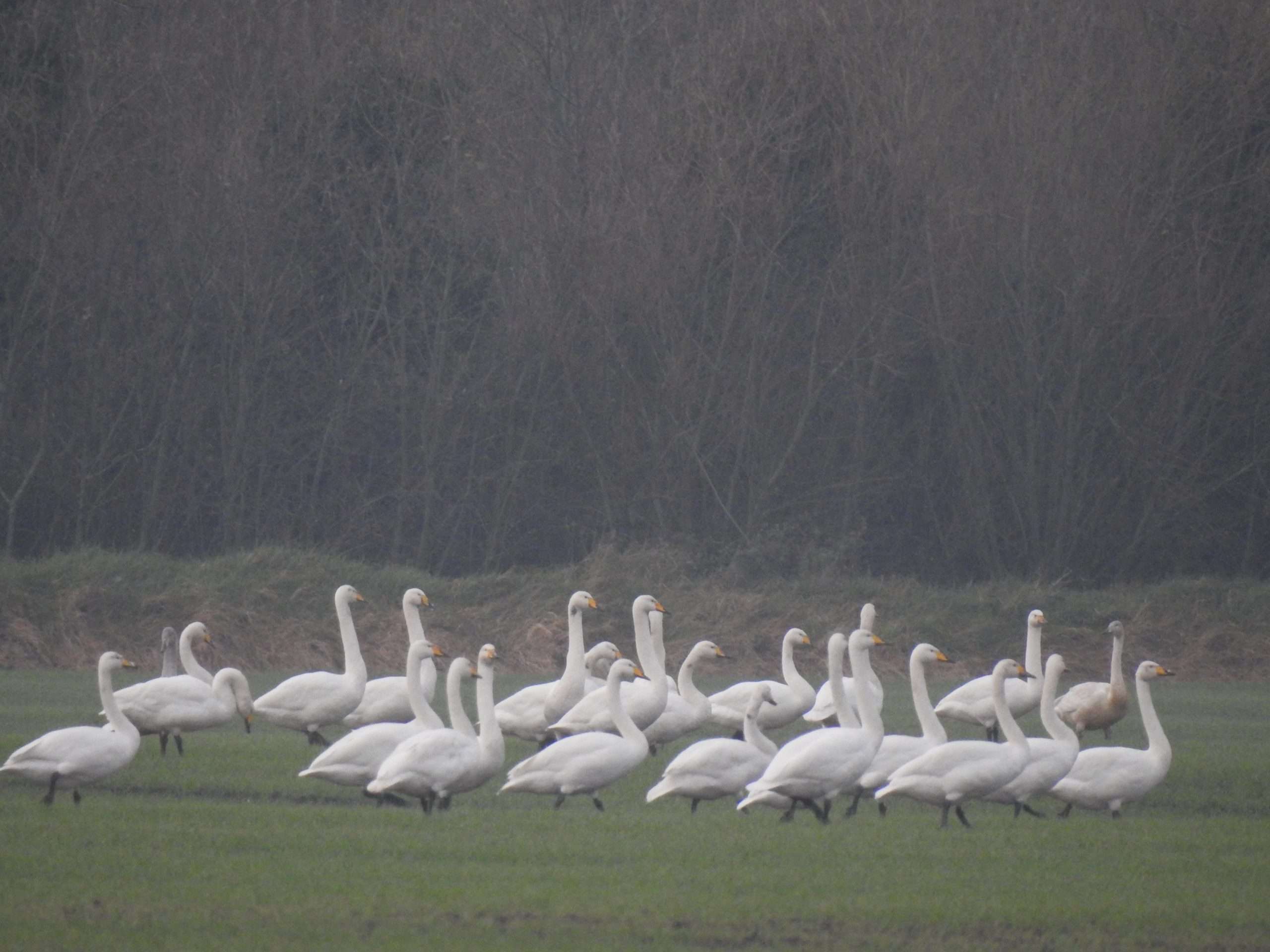 Whooper Swans in Ireland - Boat Trips Ireland